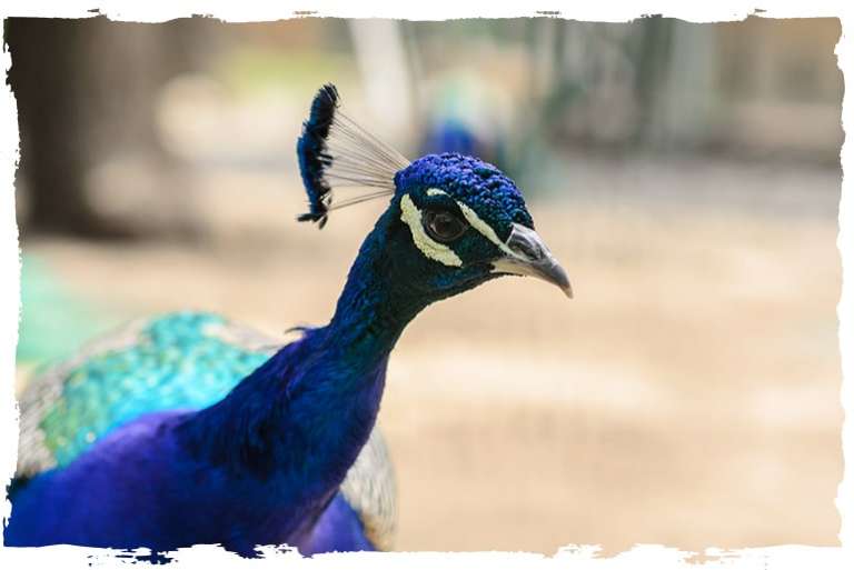 Zooland | Edenland Park | Aventura in natura