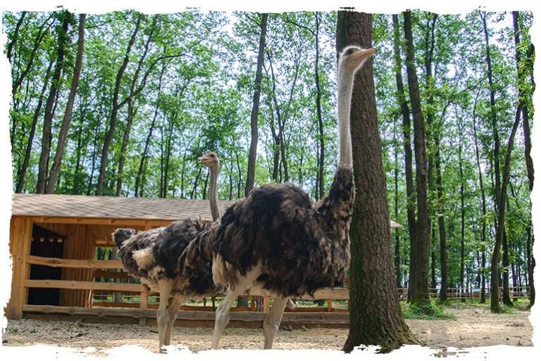 Zooland | Edenland Park | Aventura in natura